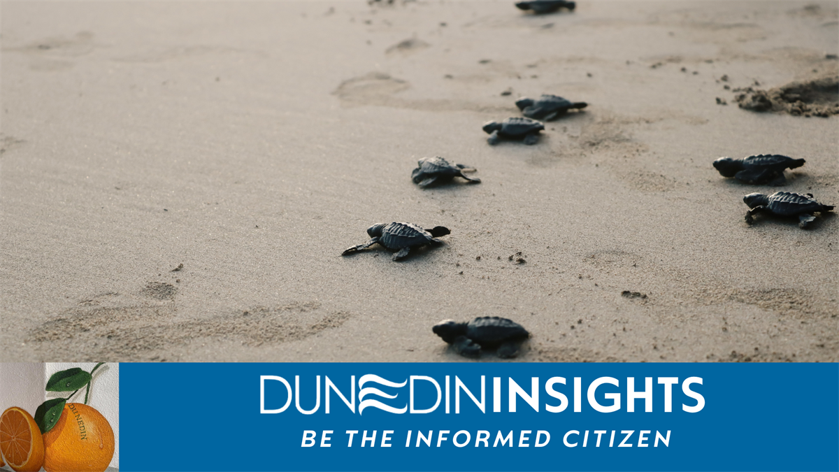 What to Know During Sea Turtle Nesting Season - City of Dunedin, FL